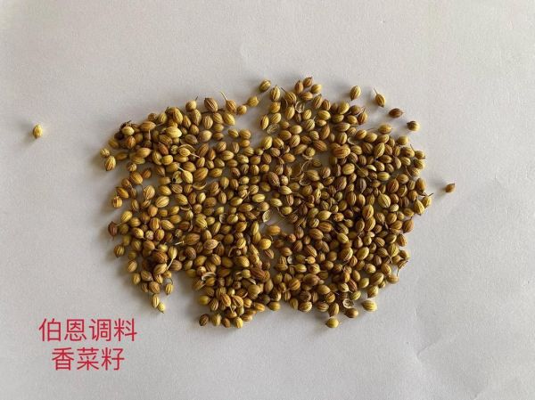 芫荽籽的功效与作用_芫荽籽怎么吃效果最好-第1张图片-山城妙识 芫荽籽的功效与作用_芫荽籽怎么吃效果最好-第1张图片-山城妙识