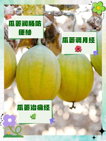 瓜蒌是什么瓜_瓜蒌的功效与作用-第2张图片-山城妙识