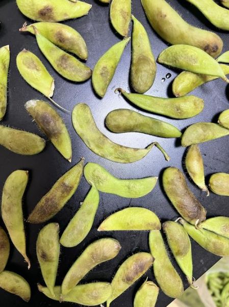 毛豆的营养价值及功效与作用吃多少_一天吃多少合适-第1张图片-山城妙识 毛豆的营养价值及功效与作用吃多少_一天吃多少合适-第1张图片-山城妙识