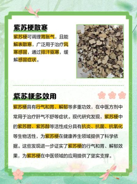 紫苏梗的功效与作用_紫苏梗能治哪些病-第3张图片-山城妙识 紫苏梗的功效与作用_紫苏梗能治哪些病-第3张图片-山城妙识