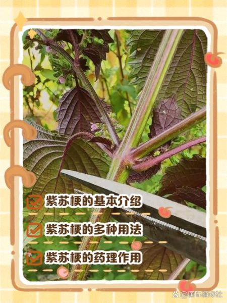 紫苏梗的功效与作用_紫苏梗能治哪些病-第1张图片-山城妙识 紫苏梗的功效与作用_紫苏梗能治哪些病-第1张图片-山城妙识