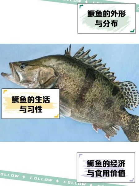 鳜鱼怎么读_鳜鱼读音是什么-第3张图片-山城妙识 鳜鱼怎么读_鳜鱼读音是什么-第3张图片-山城妙识