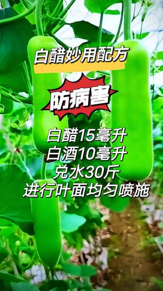 白醋可以怎么吃_白醋的食用方法有哪些-第3张图片-山城妙识
