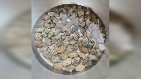 花蛤怎么吐沙干净_花蛤焯水几分钟最佳-第1张图片-山城妙识 花蛤怎么吐沙干净_花蛤焯水几分钟最佳-第1张图片-山城妙识