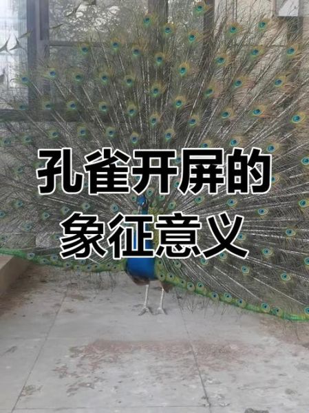 孔雀开屏是什么行为_孔雀开屏的生物学意义-第2张图片-山城妙识 孔雀开屏是什么行为_孔雀开屏的生物学意义-第2张图片-山城妙识