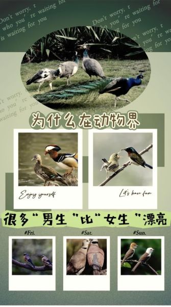 孔雀开屏是什么行为_孔雀开屏的生物学意义-第1张图片-山城妙识 孔雀开屏是什么行为_孔雀开屏的生物学意义-第1张图片-山城妙识