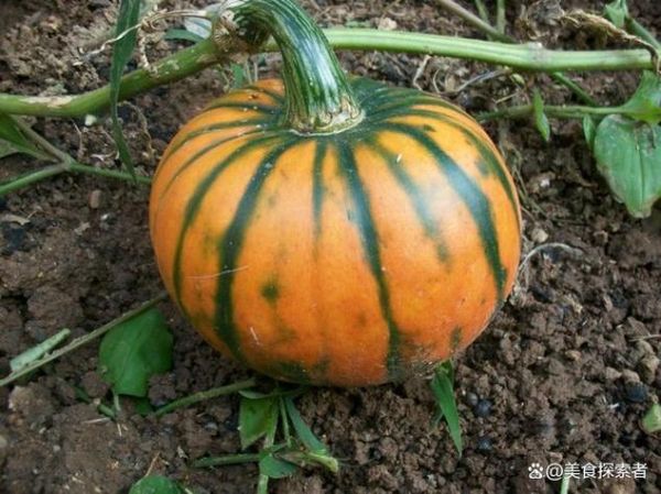 倭瓜是什么意思_倭瓜和南瓜的区别-第3张图片-山城妙识 倭瓜是什么意思_倭瓜和南瓜的区别-第3张图片-山城妙识