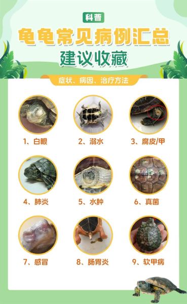老人为什么不建议养乌龟_养龟对老人的潜在风险-第1张图片-山城妙识 老人为什么不建议养乌龟_养龟对老人的潜在风险-第1张图片-山城妙识