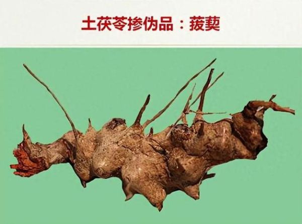 土茯苓图片长什么样_土茯苓真假怎么辨别-第1张图片-山城妙识 土茯苓图片长什么样_土茯苓真假怎么辨别-第1张图片-山城妙识