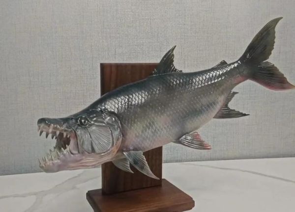 非洲虎鱼怎么养_非洲虎鱼能长多大-第1张图片-山城妙识 非洲虎鱼怎么养_非洲虎鱼能长多大-第1张图片-山城妙识