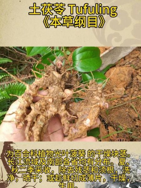土茯苓图片长什么样_土茯苓真假怎么辨别-第3张图片-山城妙识 土茯苓图片长什么样_土茯苓真假怎么辨别-第3张图片-山城妙识