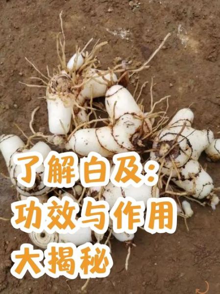 白及治什么病_白及的功效与作用-第1张图片-山城妙识 白及治什么病_白及的功效与作用-第1张图片-山城妙识