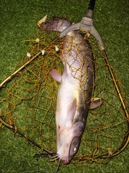 叉尾鱼是什么鱼_叉尾鱼是淡水鱼吗-第1张图片-山城妙识