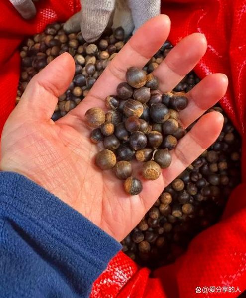 橡子是什么_橡子能吃吗-第1张图片-山城妙识