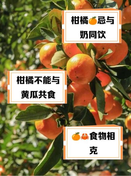 橘子不能和什么一起吃_吃橘子的禁忌有哪些-第1张图片-山城妙识 橘子不能和什么一起吃_吃橘子的禁忌有哪些-第1张图片-山城妙识