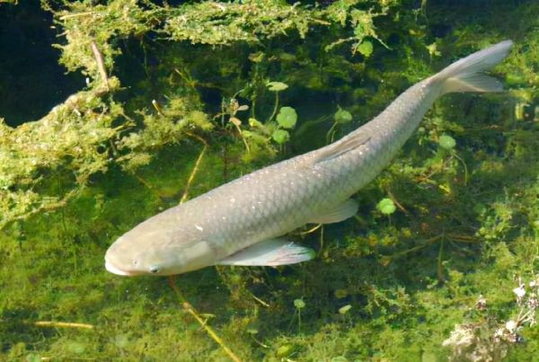 脆肉鲩养殖技术_脆肉鲩养殖常见问题-第3张图片-山城妙识