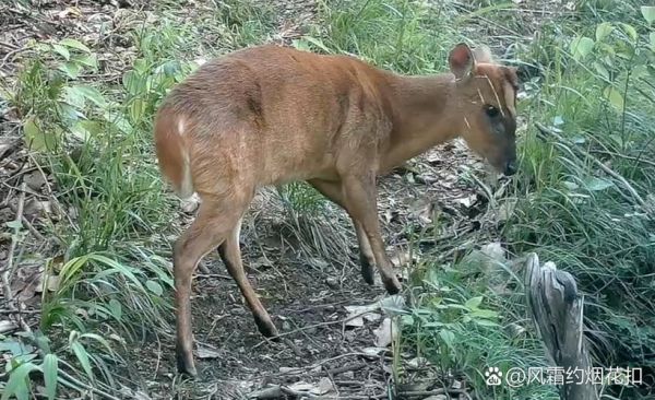 抓一只麂子够判刑吗_麂子属于几级保护动物-第1张图片-山城妙识