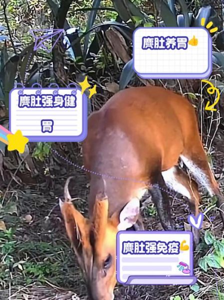 抓一只麂子够判刑吗_麂子属于几级保护动物-第2张图片-山城妙识