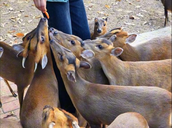 抓一只麂子够判刑吗_麂子属于几级保护动物-第3张图片-山城妙识
