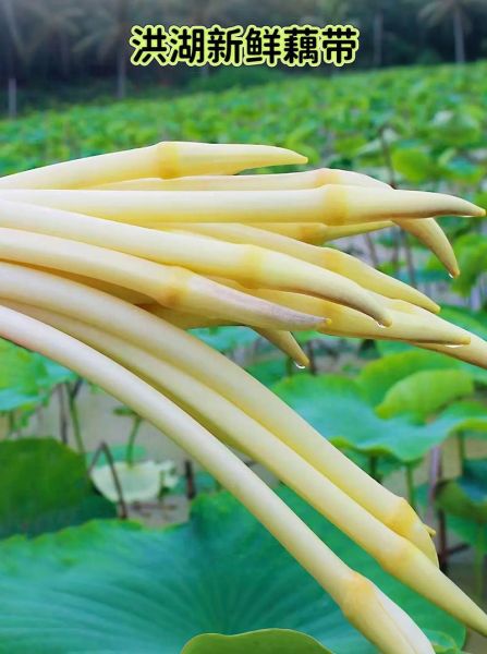 藕带和藕的区别_哪个更脆嫩-第1张图片-山城妙识