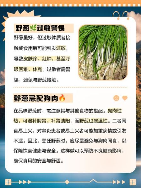 野葱的危害有哪些_野葱中毒怎么办-第3张图片-山城妙识 野葱的危害有哪些_野葱中毒怎么办-第3张图片-山城妙识