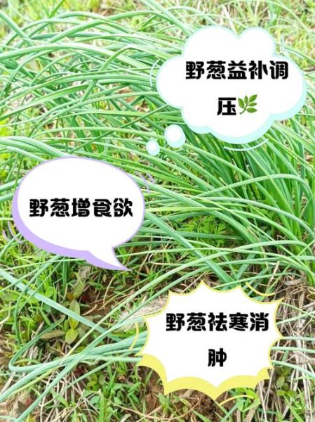 野葱的危害有哪些_野葱中毒怎么办-第2张图片-山城妙识 野葱的危害有哪些_野葱中毒怎么办-第2张图片-山城妙识