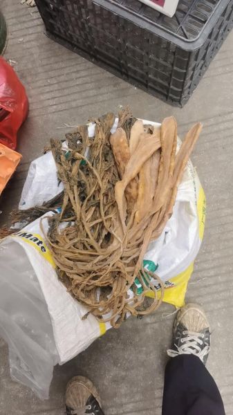 头菜的功效与作用_头菜怎么吃最健康-第3张图片-山城妙识 头菜的功效与作用_头菜怎么吃最健康-第3张图片-山城妙识