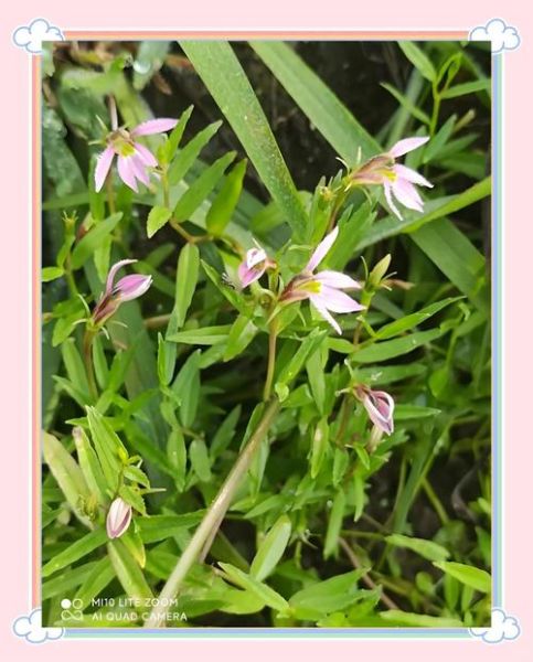 清热解毒祛痘的中药有哪些_怎么用效果最好-第1张图片-山城妙识 清热解毒祛痘的中药有哪些_怎么用效果最好-第1张图片-山城妙识