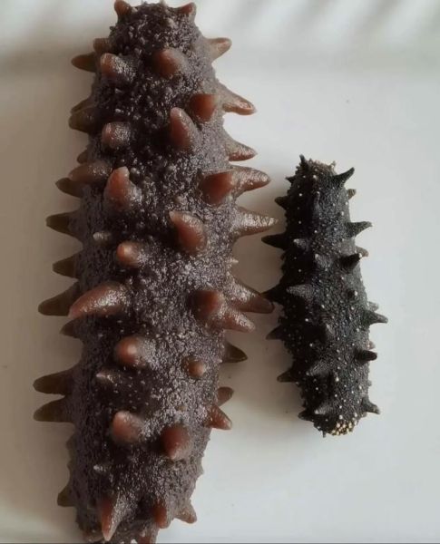 参德福淡干海参多少钱一斤_淡干海参价格影响因素-第1张图片-山城妙识 参德福淡干海参多少钱一斤_淡干海参价格影响因素-第1张图片-山城妙识