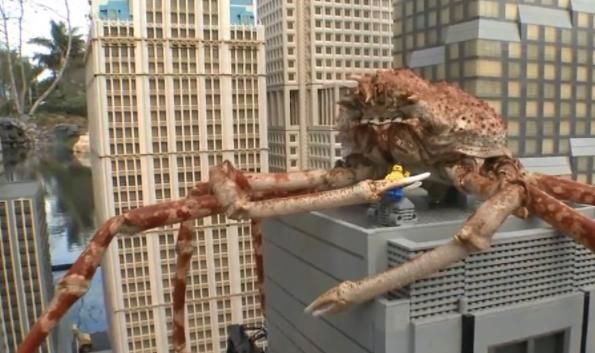 世界上最大的螃蟹有多大_巨型杀人蟹真实尺寸-第2张图片-山城妙识