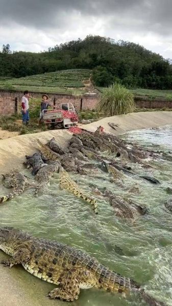 鳄鱼养殖赚钱吗_鳄鱼养殖需要什么条件-第1张图片-山城妙识