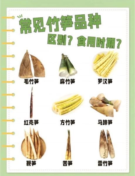 笋的种类有哪些_春笋和冬笋的区别-第1张图片-山城妙识