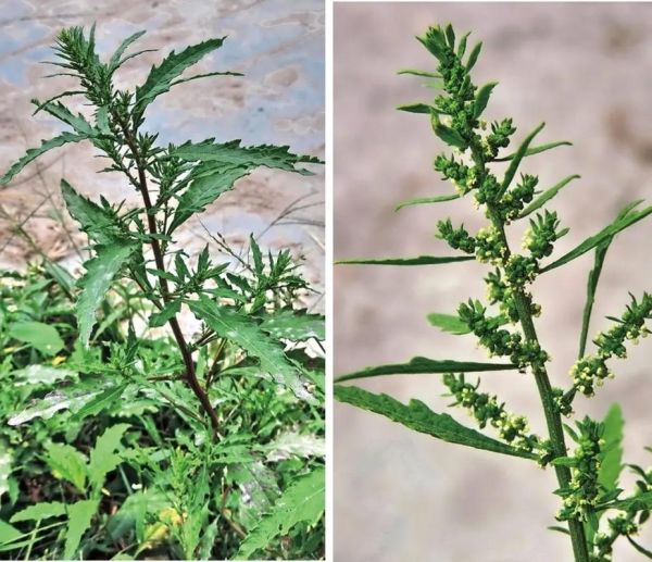 土荆芥图片长什么样_如何辨别真假土荆芥-第1张图片-山城妙识 土荆芥图片长什么样_如何辨别真假土荆芥-第1张图片-山城妙识