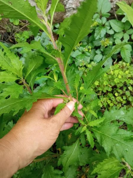 土荆芥图片长什么样_如何辨别真假土荆芥-第2张图片-山城妙识 土荆芥图片长什么样_如何辨别真假土荆芥-第2张图片-山城妙识