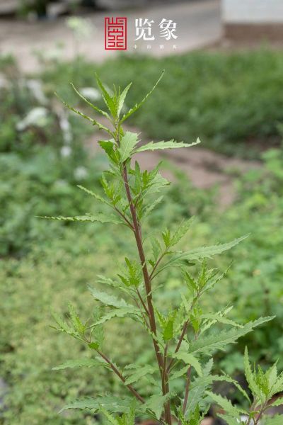 土荆芥图片长什么样_如何辨别真假土荆芥-第3张图片-山城妙识 土荆芥图片长什么样_如何辨别真假土荆芥-第3张图片-山城妙识