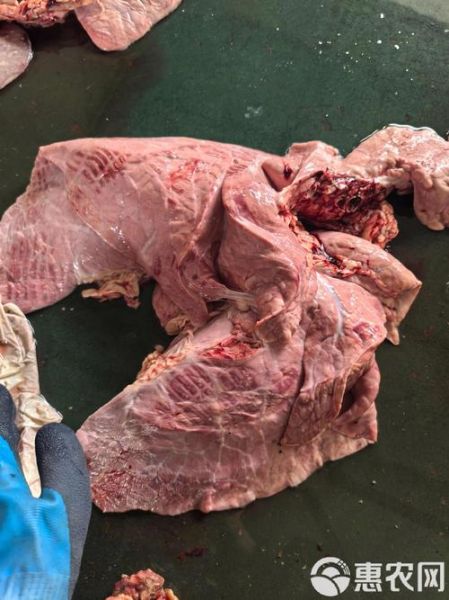 牛肺图片_牛肺解剖结构-第1张图片-山城妙识