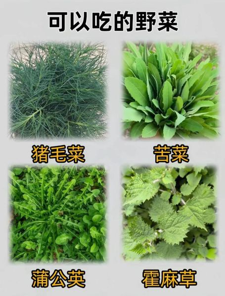 春天的野菜有哪些_春天常见野菜名称及图片-第3张图片-山城妙识