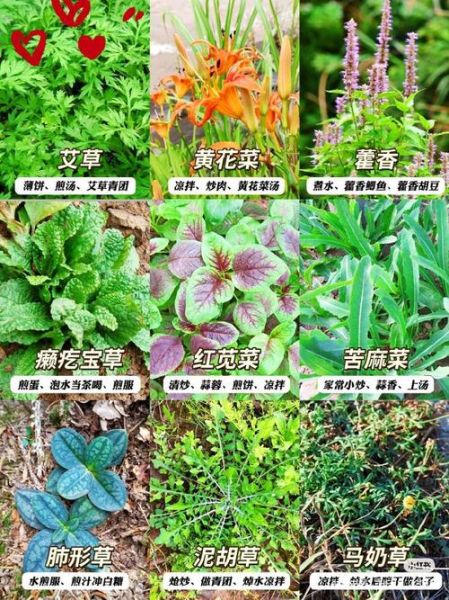 春天的野菜有哪些_春天常见野菜名称及图片-第1张图片-山城妙识