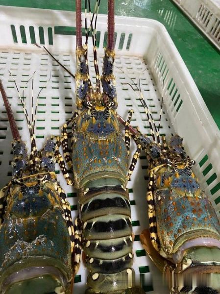 澳洲花龙虾多少钱一斤_澳洲花龙虾价格行情-第3张图片-山城妙识 澳洲花龙虾多少钱一斤_澳洲花龙虾价格行情-第3张图片-山城妙识