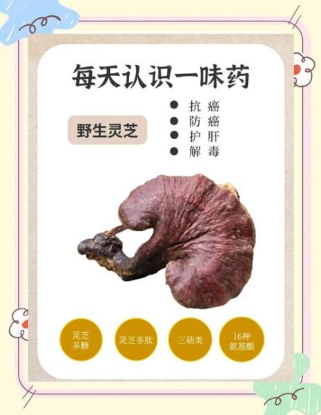 野生灵芝的功效与作用及禁忌_哪些人不能吃-第2张图片-山城妙识 野生灵芝的功效与作用及禁忌_哪些人不能吃-第2张图片-山城妙识