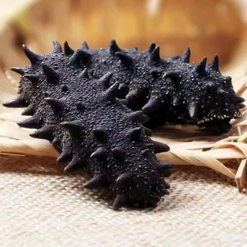 辽参干海参多少钱一斤_如何挑选性价比高的辽参-第3张图片-山城妙识 辽参干海参多少钱一斤_如何挑选性价比高的辽参-第3张图片-山城妙识