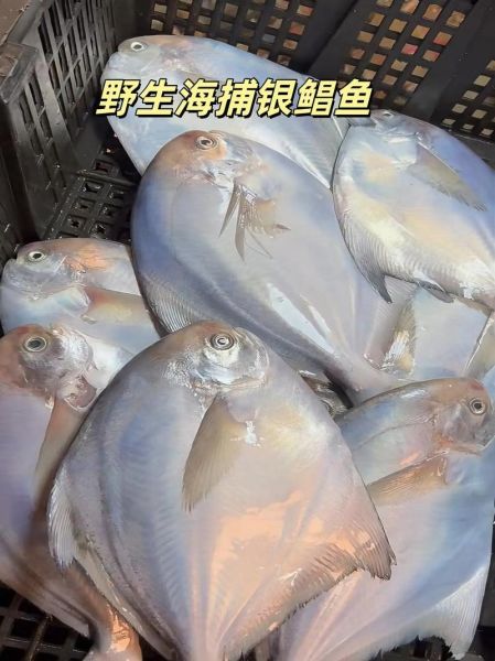 银鲳鱼多少钱一斤_银鲳鱼价格为什么差别大-第2张图片-山城妙识 银鲳鱼多少钱一斤_银鲳鱼价格为什么差别大-第2张图片-山城妙识