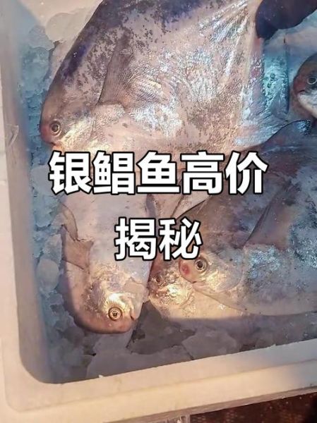 银鲳鱼多少钱一斤_银鲳鱼价格为什么差别大-第3张图片-山城妙识 银鲳鱼多少钱一斤_银鲳鱼价格为什么差别大-第3张图片-山城妙识