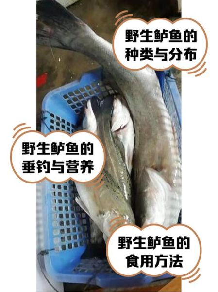 野生淡水鲈鱼多少钱一斤_哪里能买到正宗货-第3张图片-山城妙识 野生淡水鲈鱼多少钱一斤_哪里能买到正宗货-第3张图片-山城妙识