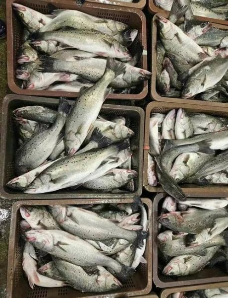 野生淡水鲈鱼多少钱一斤_哪里能买到正宗货-第2张图片-山城妙识 野生淡水鲈鱼多少钱一斤_哪里能买到正宗货-第2张图片-山城妙识