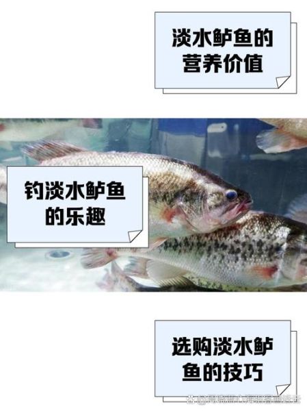 野生淡水鲈鱼多少钱一斤_哪里能买到正宗货-第1张图片-山城妙识 野生淡水鲈鱼多少钱一斤_哪里能买到正宗货-第1张图片-山城妙识