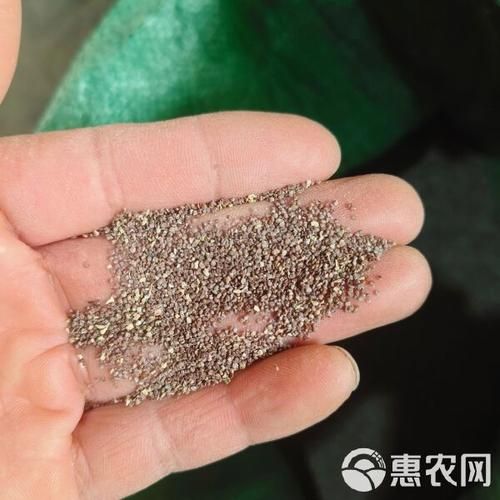 艾草种子哪里有卖_网上购买靠谱吗-第2张图片-山城妙识 艾草种子哪里有卖_网上购买靠谱吗-第2张图片-山城妙识