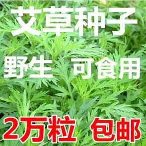 艾草种子哪里有卖_网上购买靠谱吗-第1张图片-山城妙识 艾草种子哪里有卖_网上购买靠谱吗-第1张图片-山城妙识