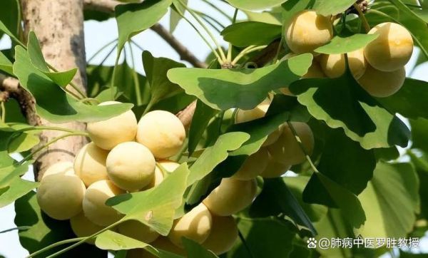 白果怎么吃治咳嗽_白果治咳嗽的正确做法-第3张图片-山城妙识 白果怎么吃治咳嗽_白果治咳嗽的正确做法-第3张图片-山城妙识