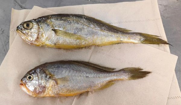 石首鱼是什么鱼_石首鱼有什么营养价值-第1张图片-山城妙识 石首鱼是什么鱼_石首鱼有什么营养价值-第1张图片-山城妙识